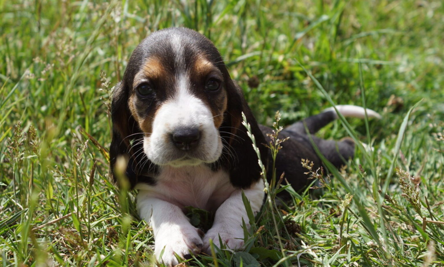 Basset Artésien Normand – Elevage de Par delà l'Eau